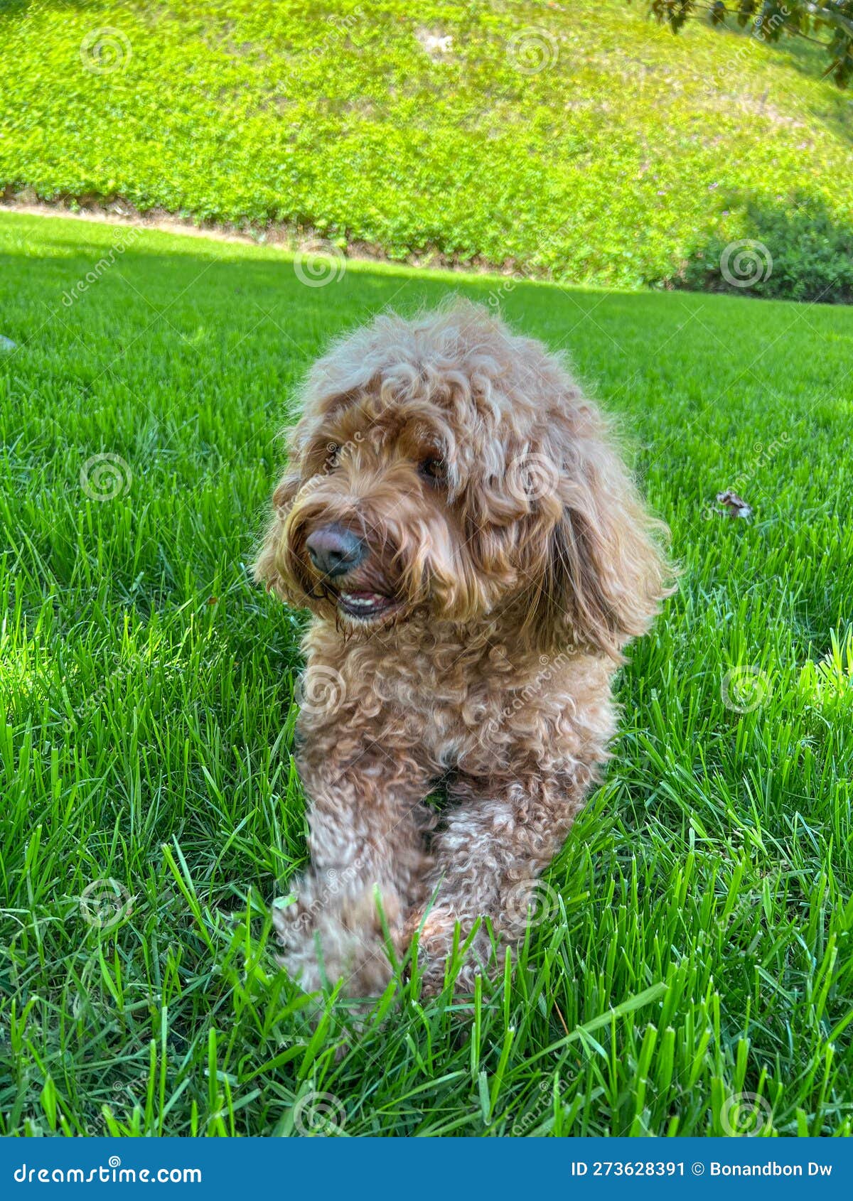 Cute Cavapoo Dog in a Park stock image. Image of closeup - 273628391