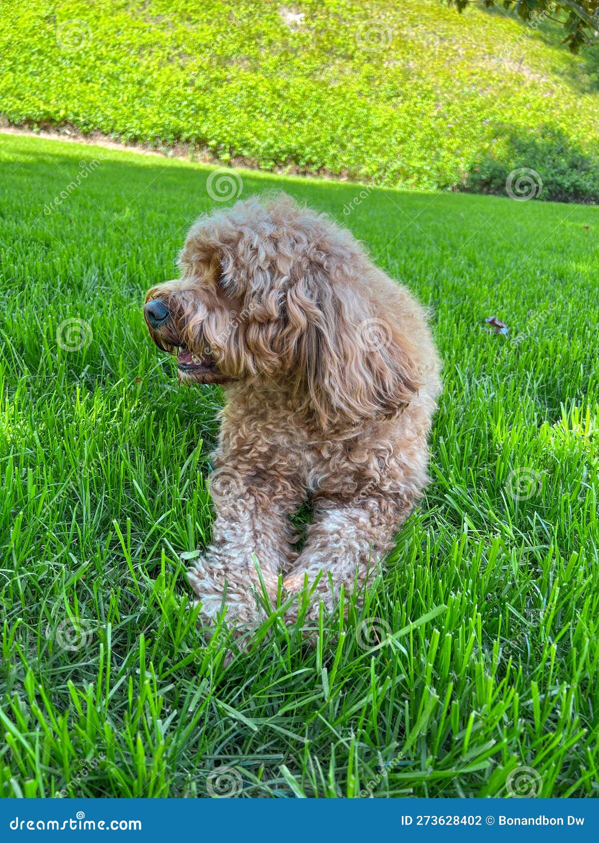 Cute Cavapoo Dog in a Park stock photo. Image of cavalier - 273628402