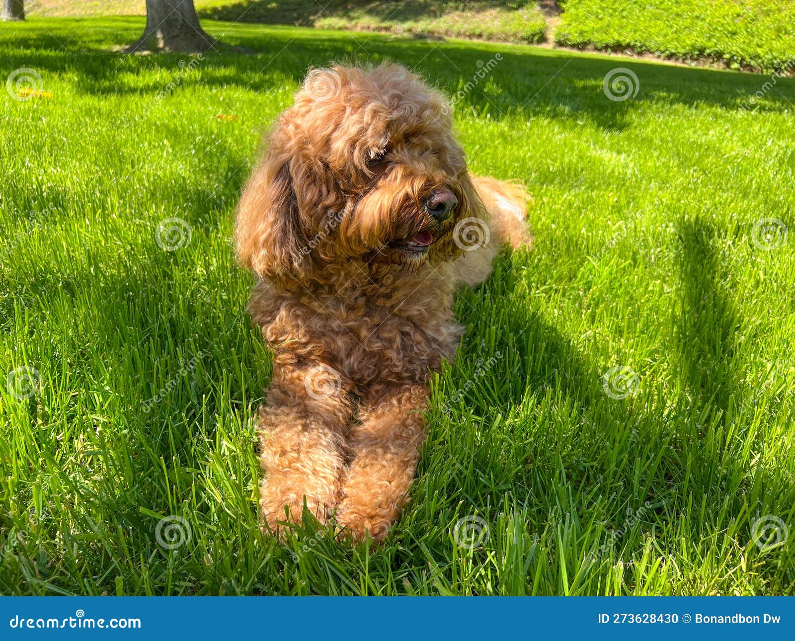 Cute Cavapoo Dog in a Park stock photo. Image of domestic - 273628430