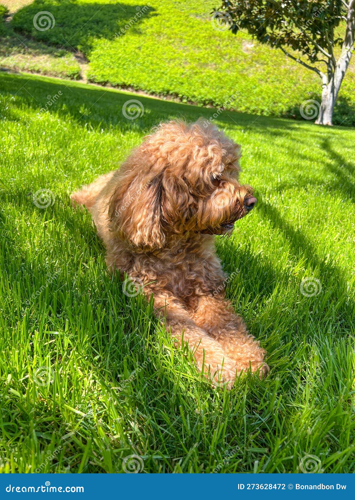 Cute Cavapoo Dog in a Park stock photo. Image of green - 273628472