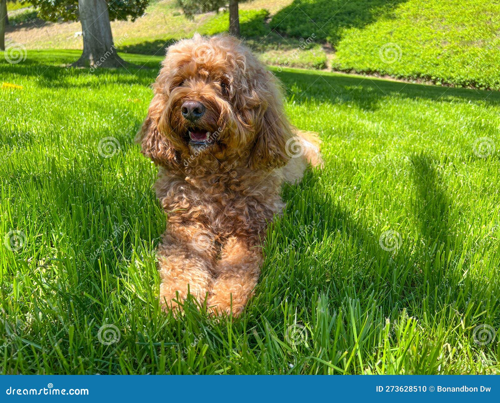Cute Cavapoo Dog in a Park stock photo. Image of adorable - 273628510
