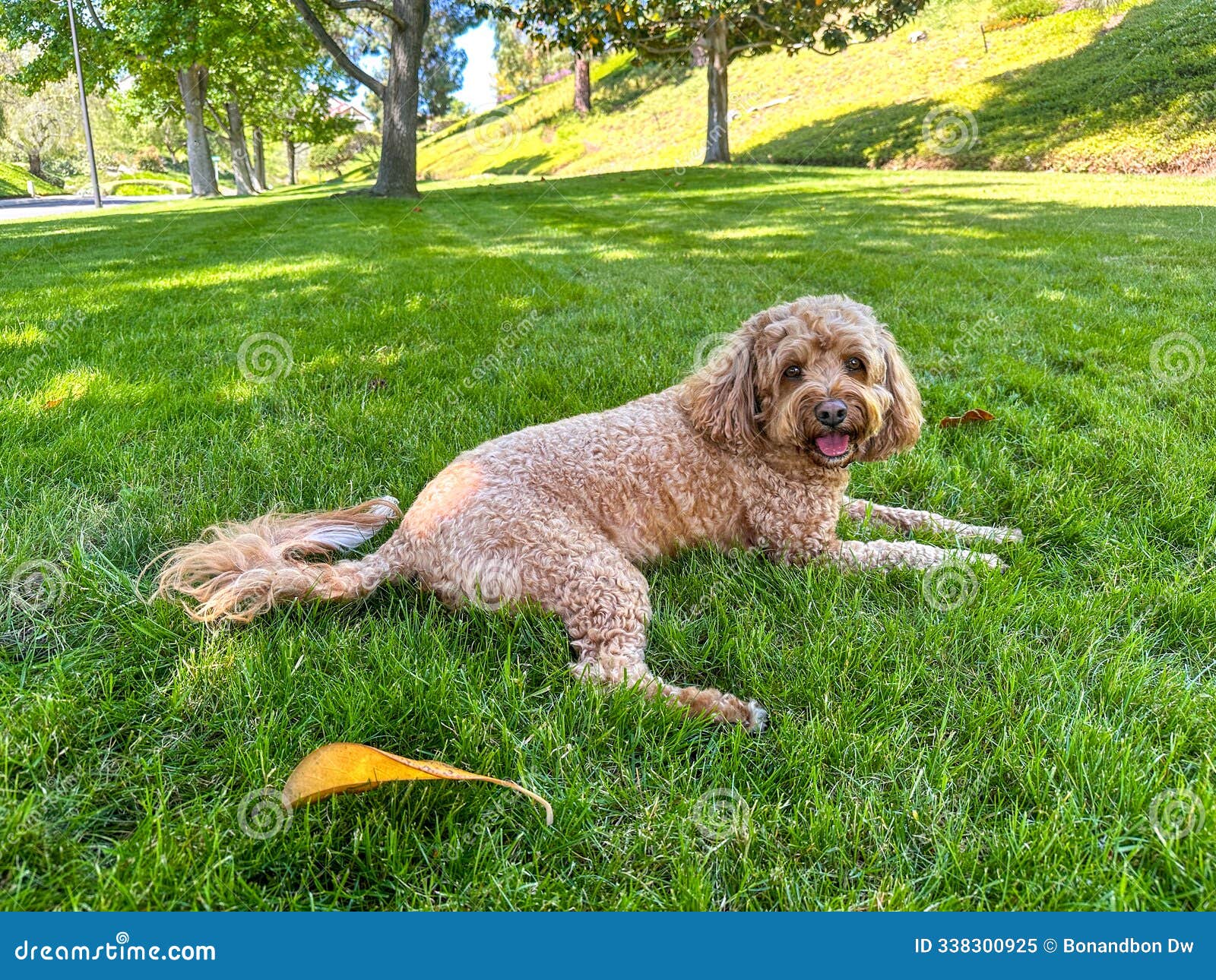 Cute Cavapoo Dog in a Park stock image. Image of cavapoo - 338300925