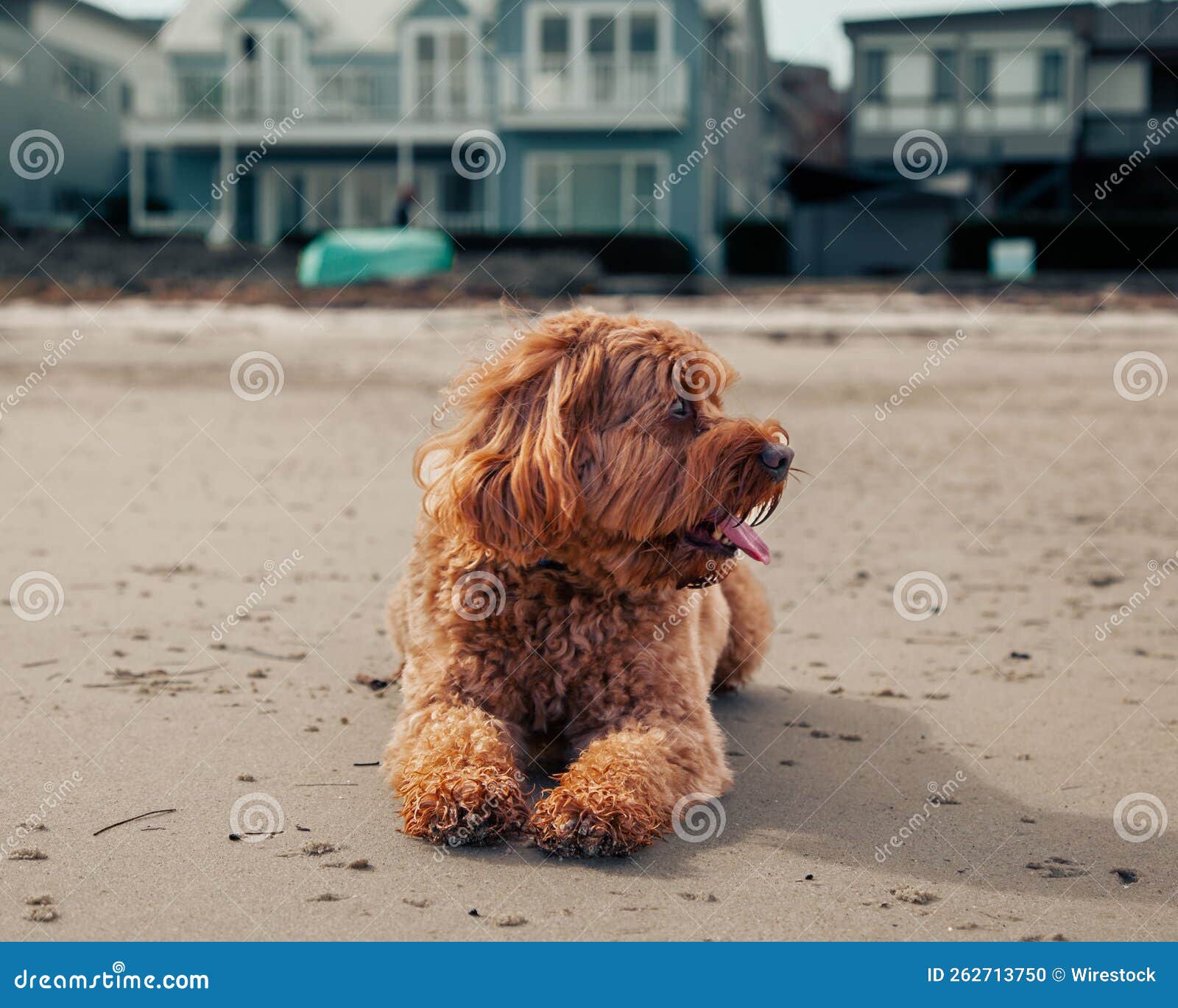 A Cute Cavapoo Dog Also Commonly Known By The Names Poodle X King ...
