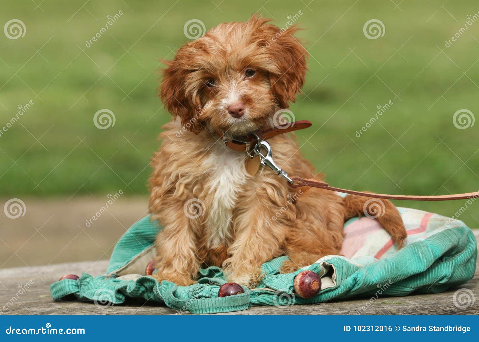 A cute Cavapoo puppy stock photo. Image of animal, adorable - 102312016