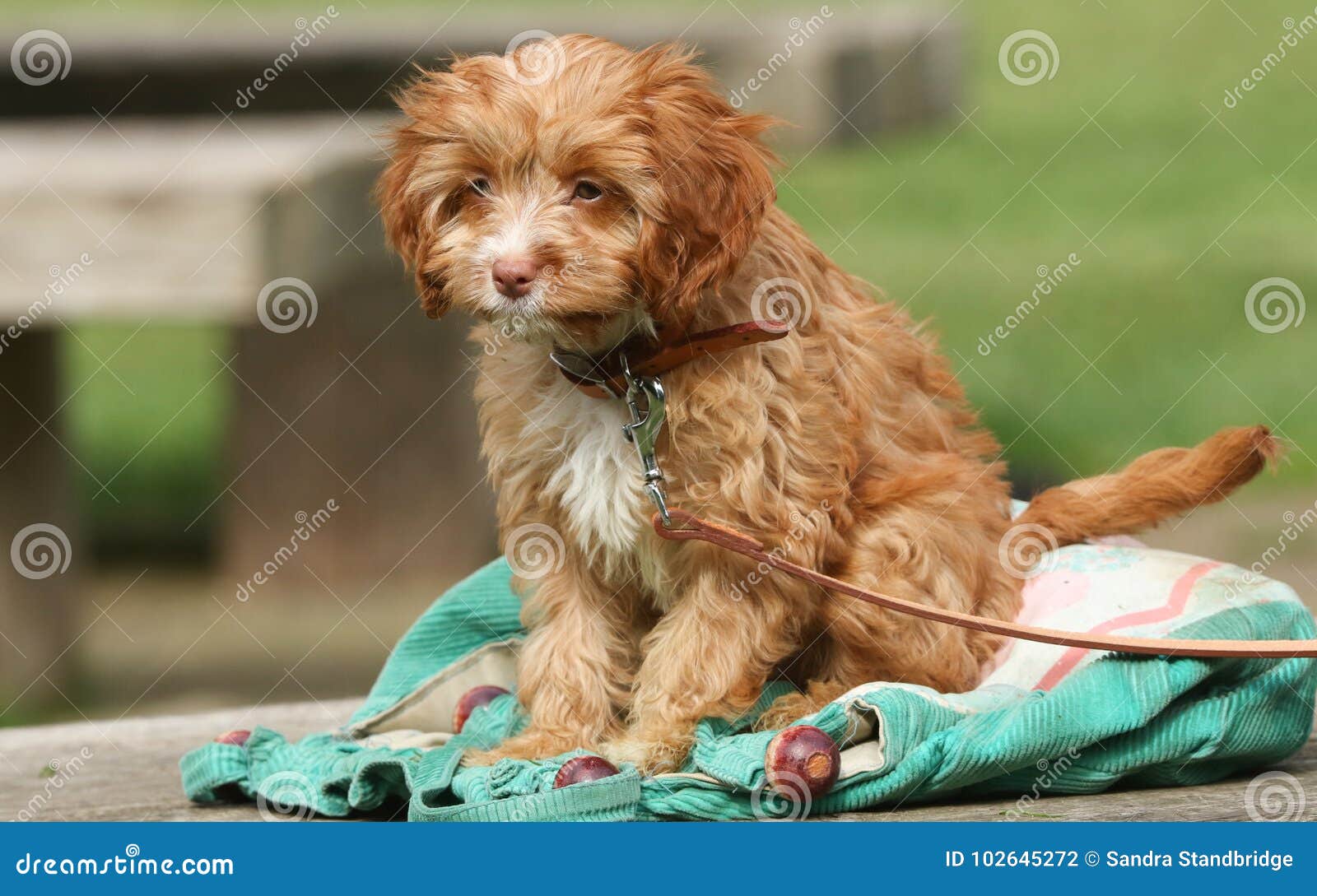 A cute Cavapoo puppy. stock photo. Image of cavapoo - 102645272