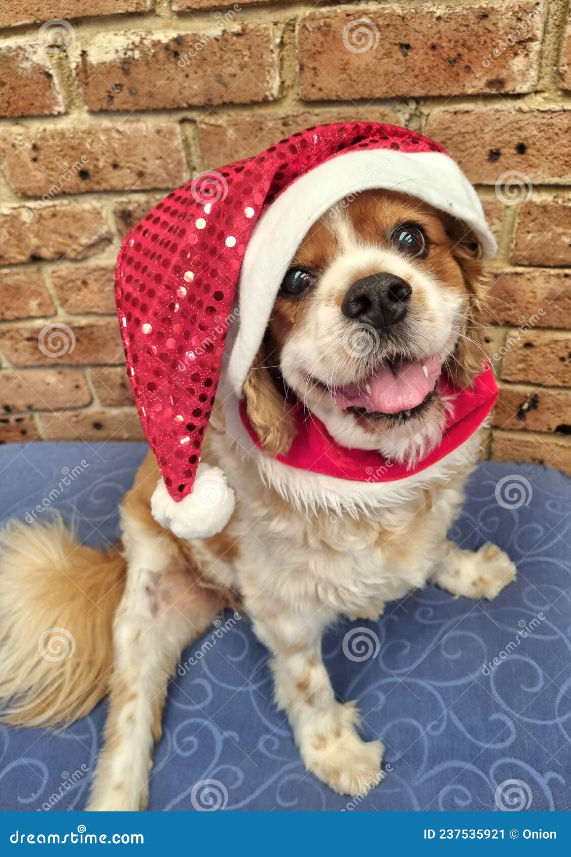 Cute Cavoodle in Christmas Hat Stock Image - Image of king, smiling ...