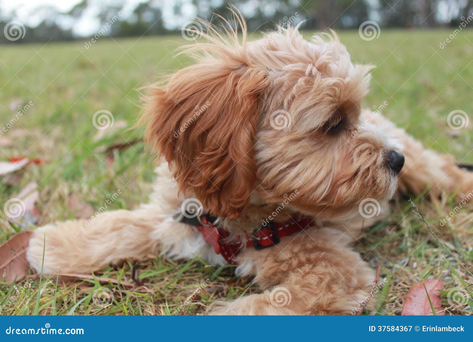 Cute Cavoodle Puppy Chewing a Stick in the Grass Stock Image - Image of ...