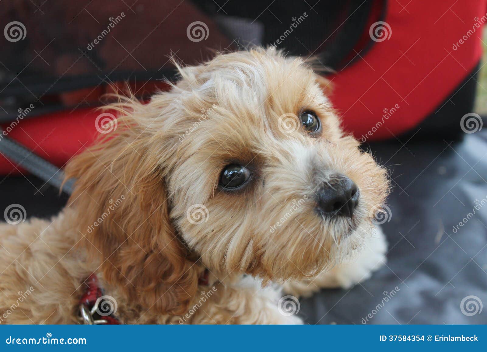 Cute Cavoodle Puppy Looking Stock Photo - Image of soft, gorgeous: 37584354