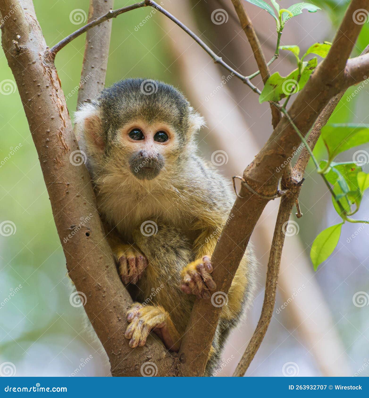 Cute Central American Squirrel Monkey on the Tree Branch Stock Image - Image of lovable ...