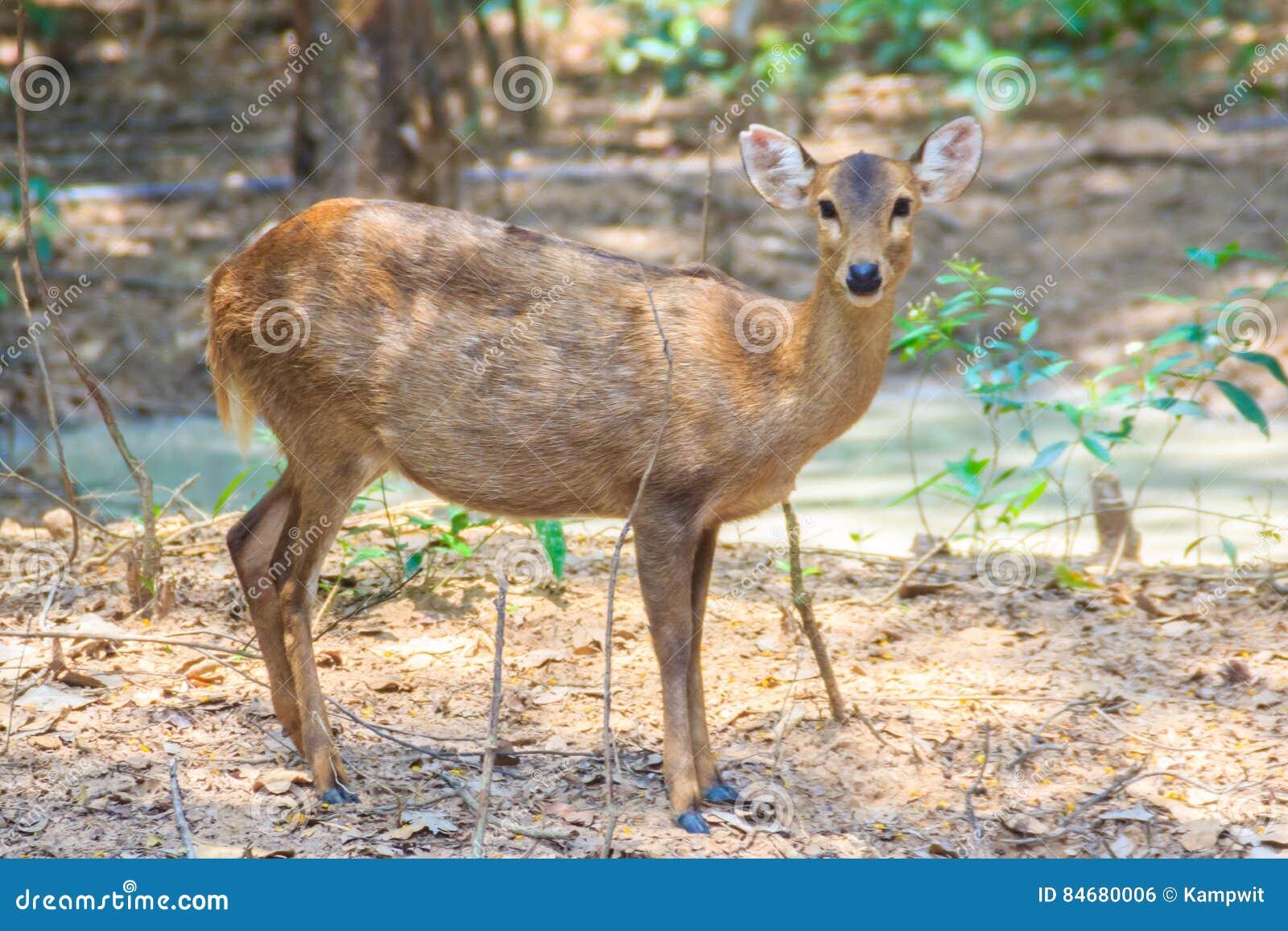 Cute Cervus Eldi, or Siamese Eld`s Deer Stock Photo - Image of cautious ...