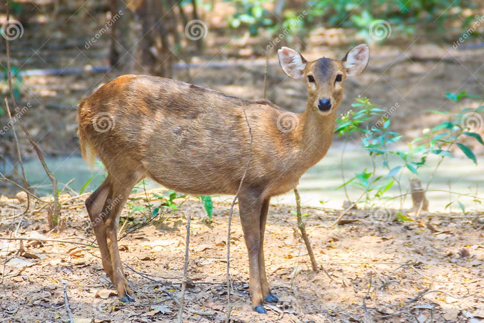 Cute Cervus Eldi, or Siamese Eld`s Deer Stock Photo - Image of cautious ...