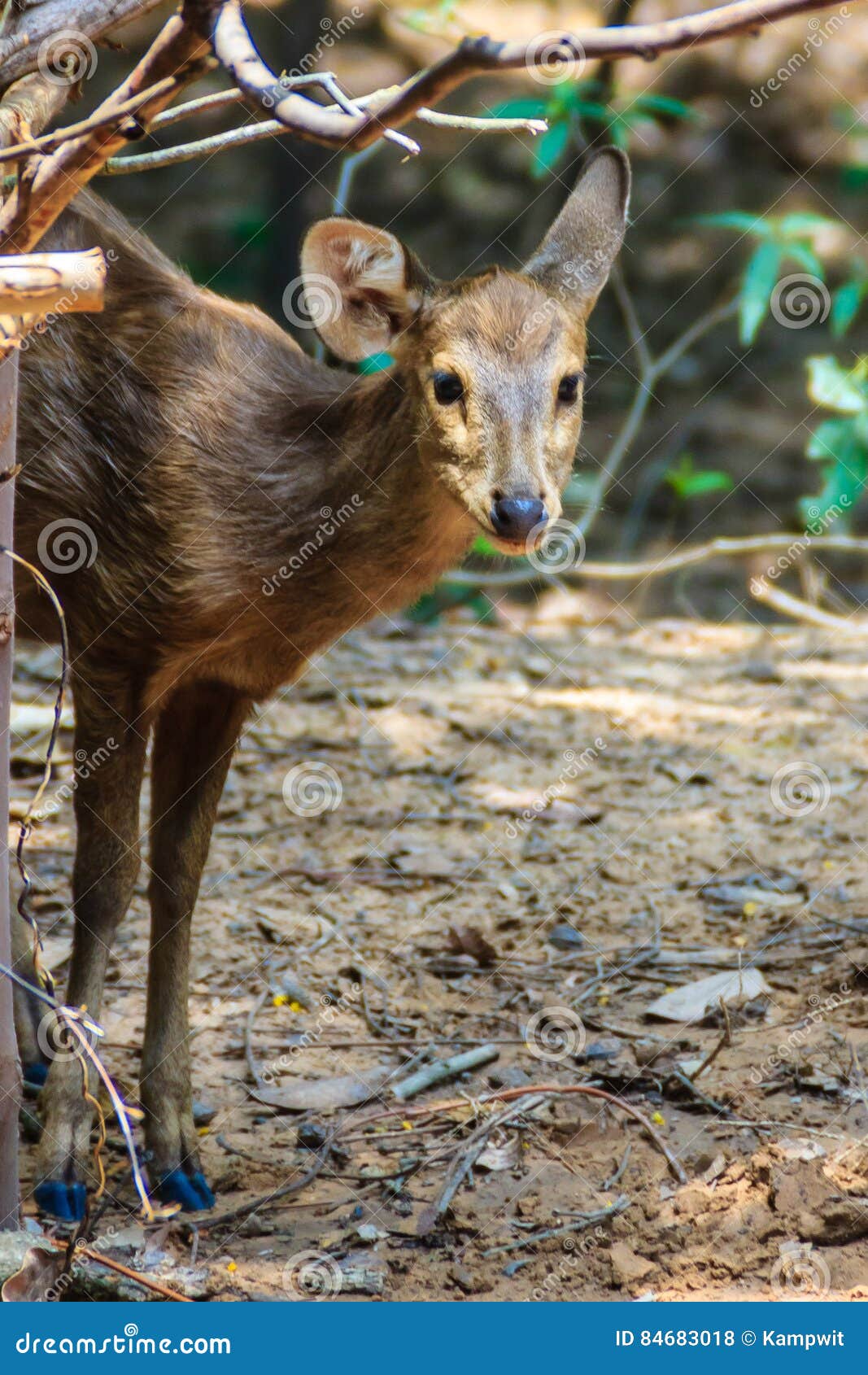 Cute Cervus Eldi, or Siamese Eld`s Deer Stock Photo - Image of antlers ...