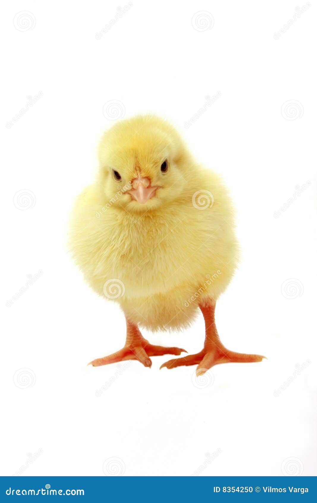 Cute Chick stock photo. Image of isolated, farm, creature - 8354250
