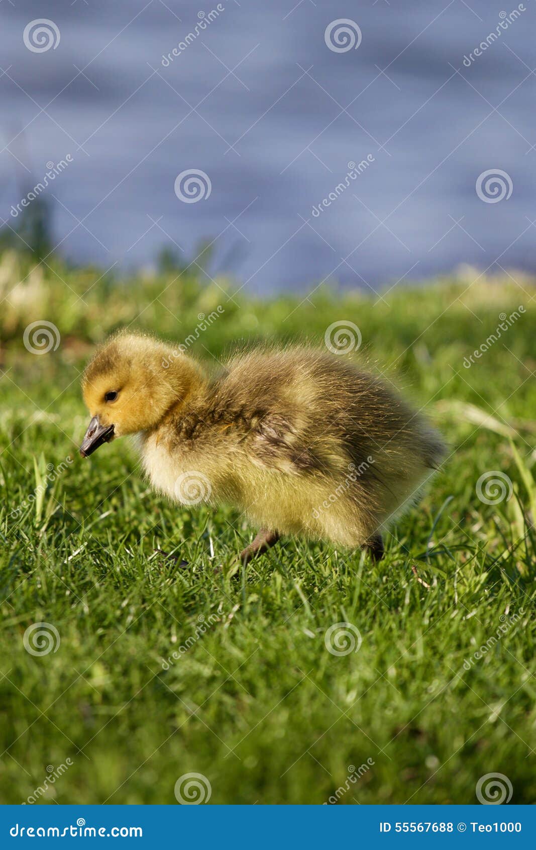 Cute chick background stock photo. Image of protect, nestling - 55567688