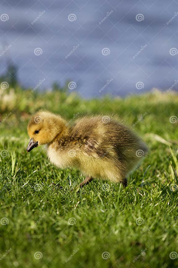 Cute chick background stock photo. Image of protect, nestling - 55567688
