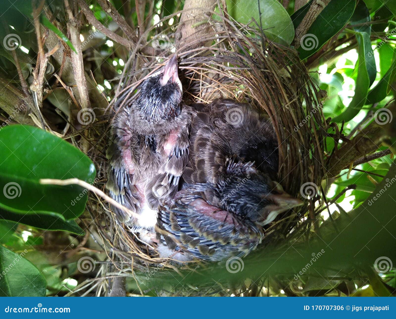 Cute chick bird baby robin stock photo. Image of robin - 170707306