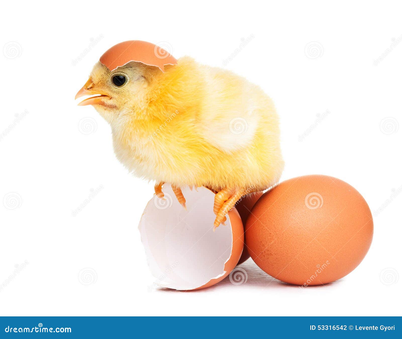 Cute chick with eggs stock photo. Image of nature, beak - 53316542