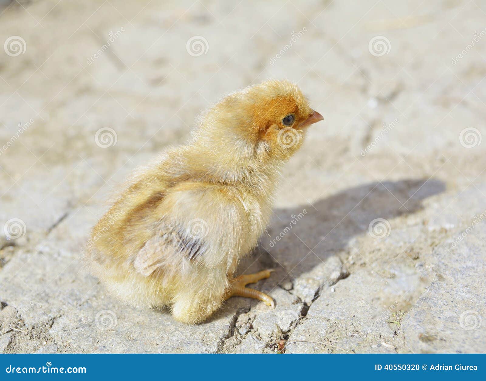 A Cute Chick Depicted In Watercolor, Standing Alone On A Background ...