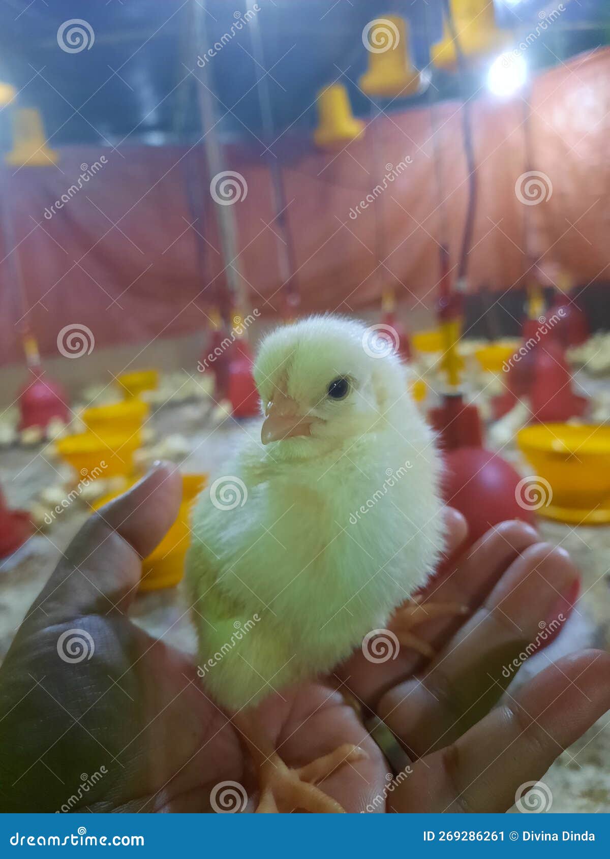 The Cute Chick Will Be a Source of Protein for Humans Stock Image ...