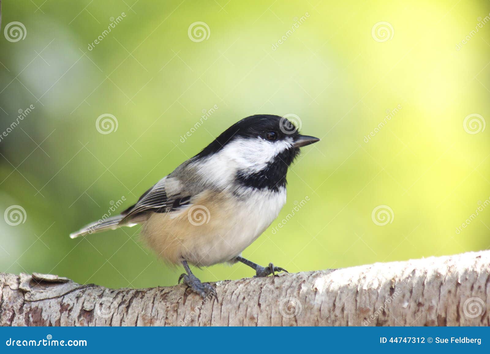 Cute Chickadee stock photo. Image of nature, black, branch - 44747312