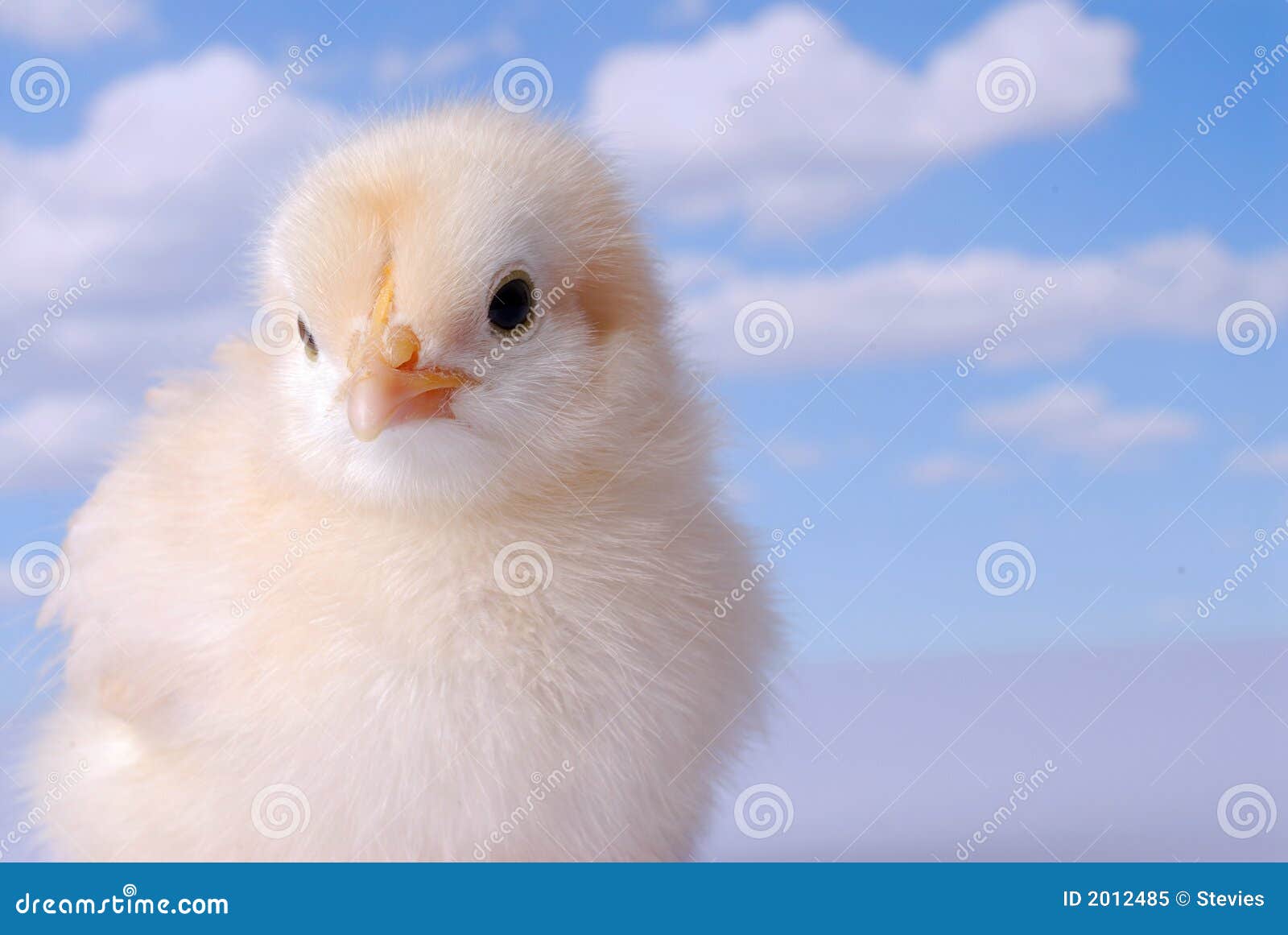 Cute Chicken stock image. Image of chicken, adorable, look - 2012485