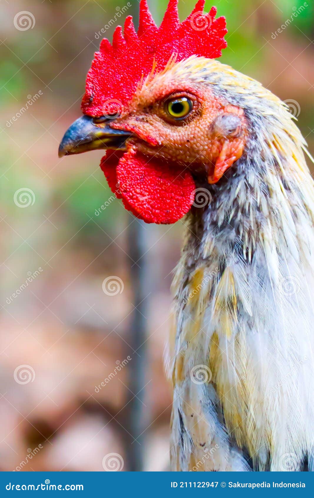 Portrait of a chicken face stock image. Image of dslr - 211122947