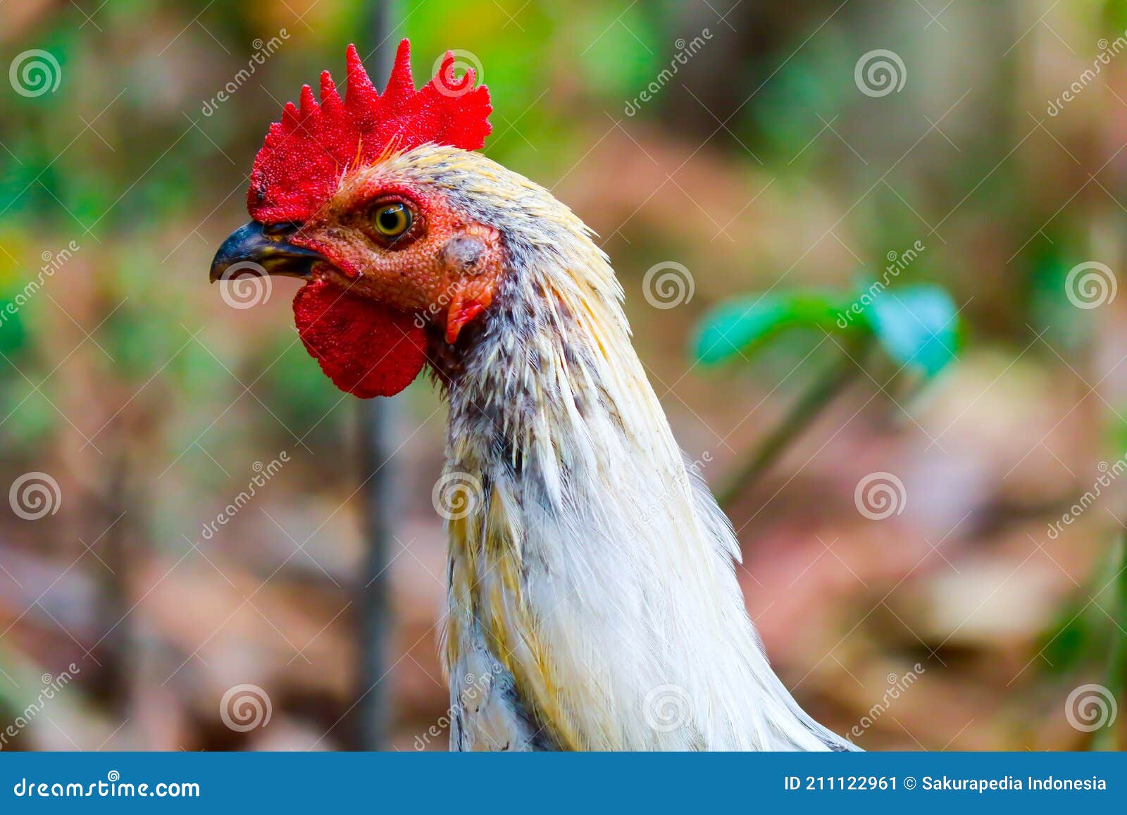 Portrait of a chicken face stock image. Image of field - 211122961