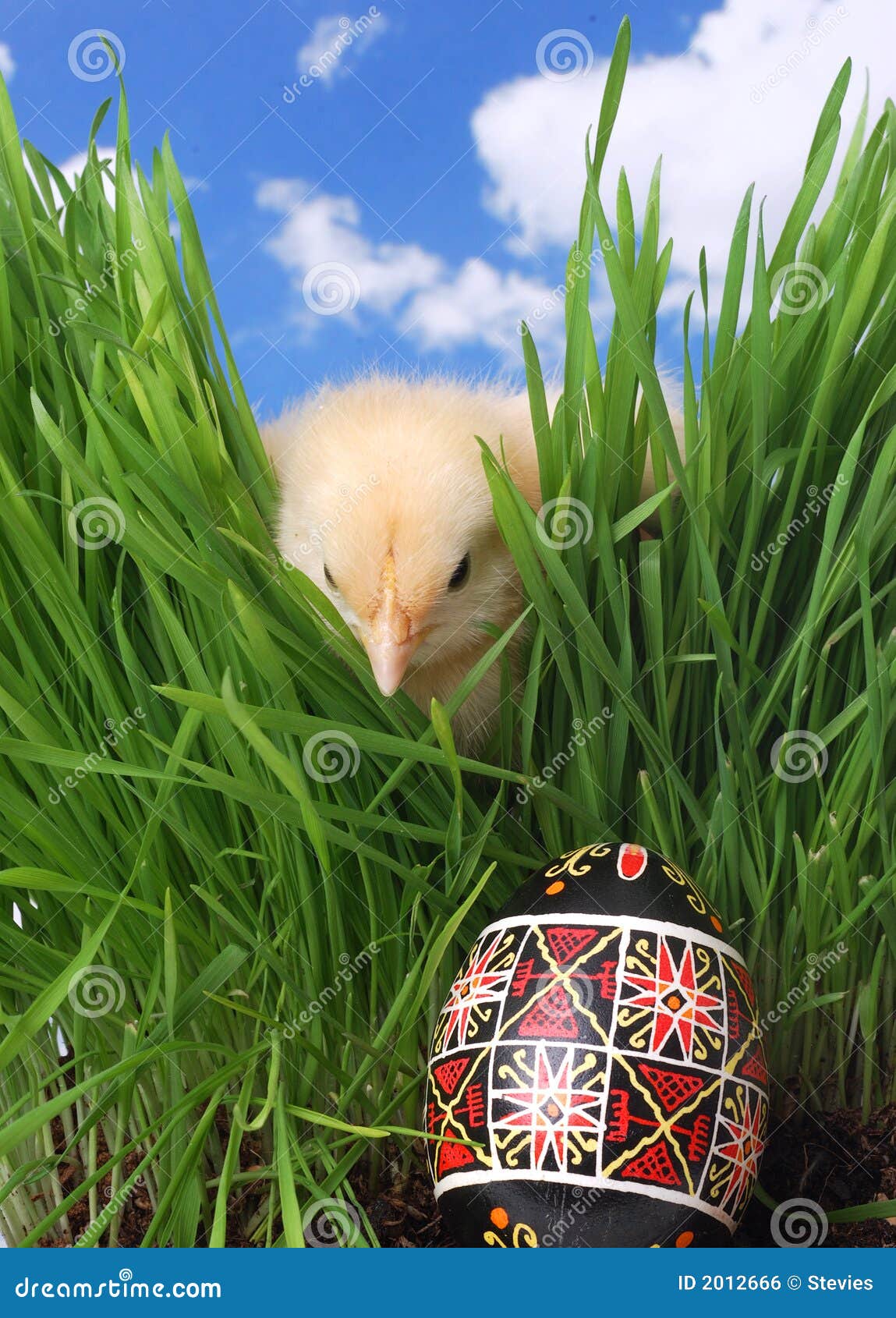 Cute Chicken Hiding in Grass Stock Photo - Image of studio, cloud: 2012666