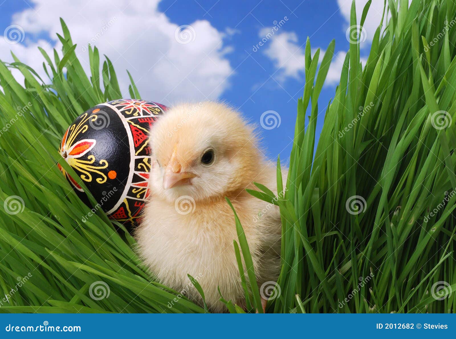 Cute Chicken Hiding in Grass Stock Photo - Image of contact, chicken ...