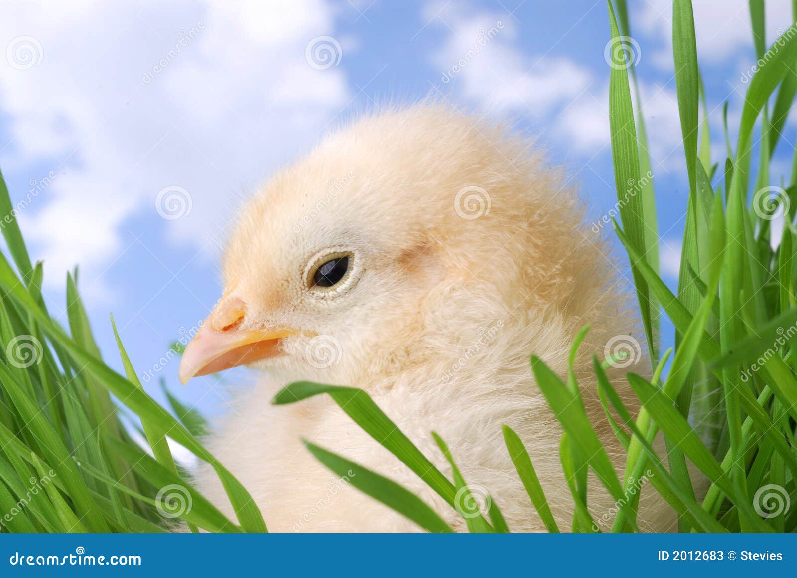 Cute Chicken Hiding in Grass Stock Image - Image of innocent, bird: 2012683