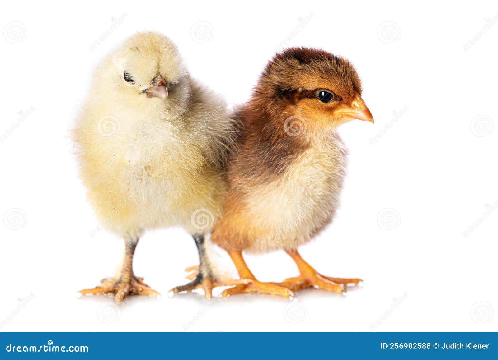 Two Chicken Isolated on White Background Stock Photo - Image of yellow ...