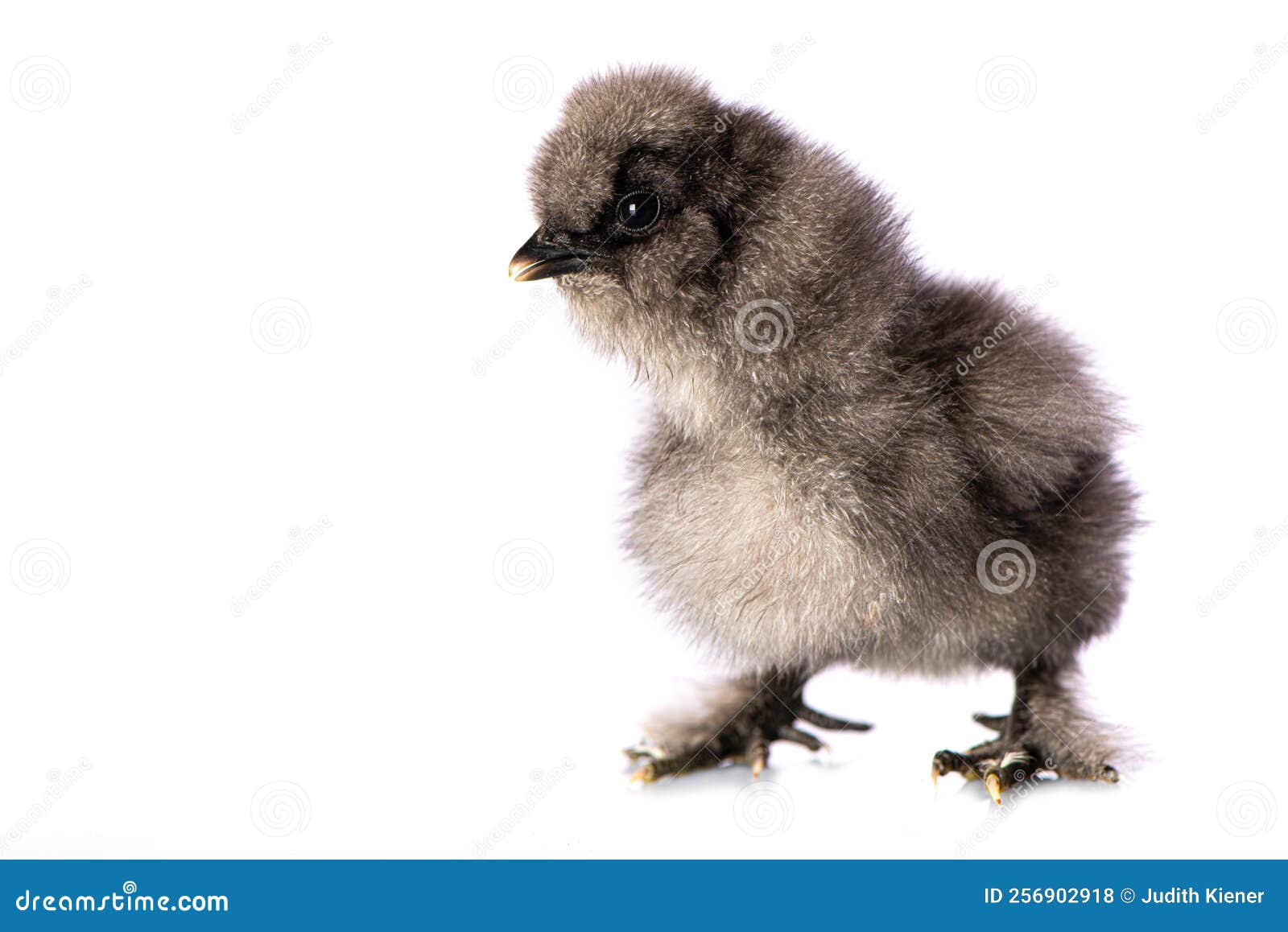 Cute Chicken Isolated on White Background Stock Photo - Image of bird ...