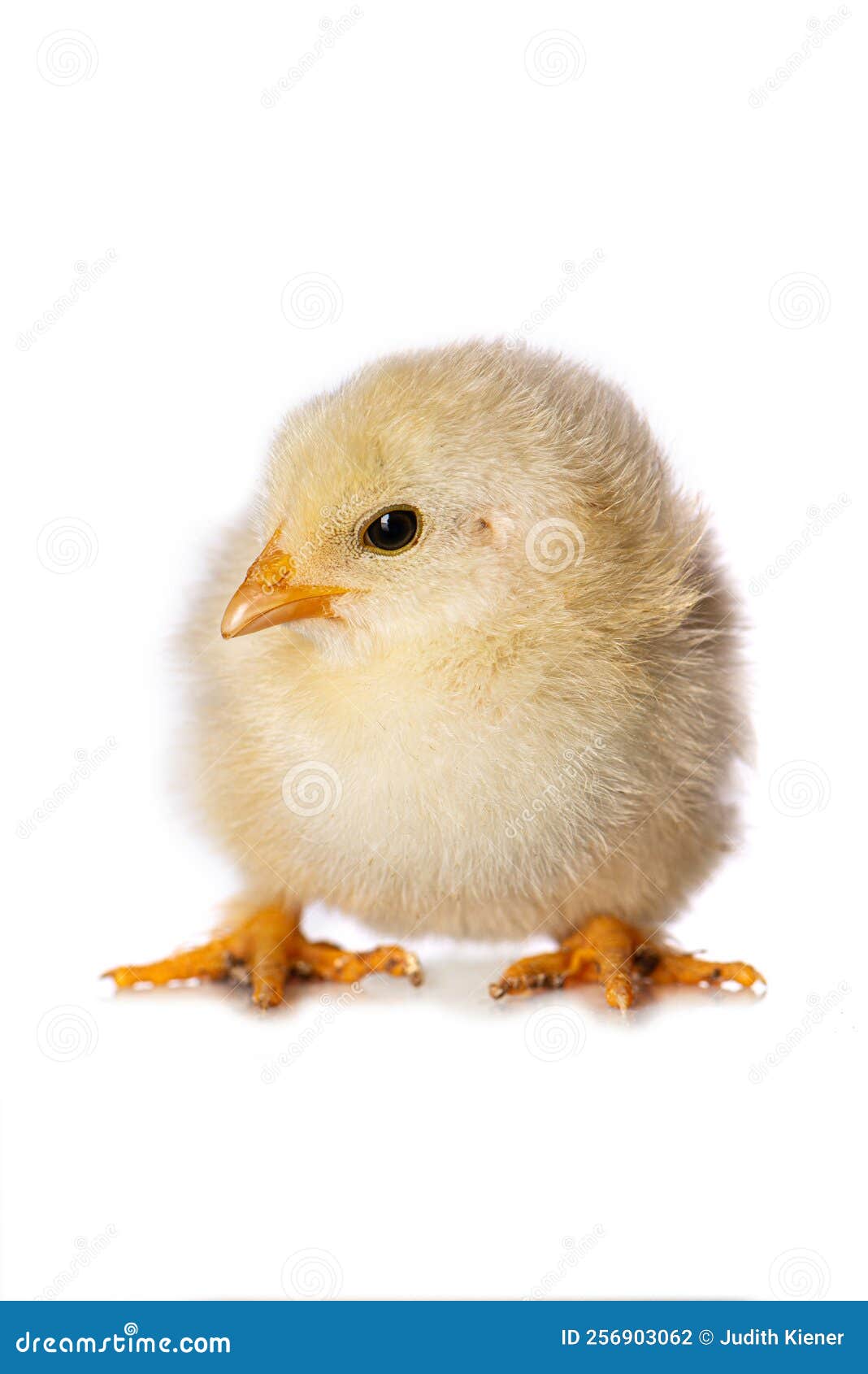 Cute Chicken Isolated on White Background Stock Photo - Image of week ...