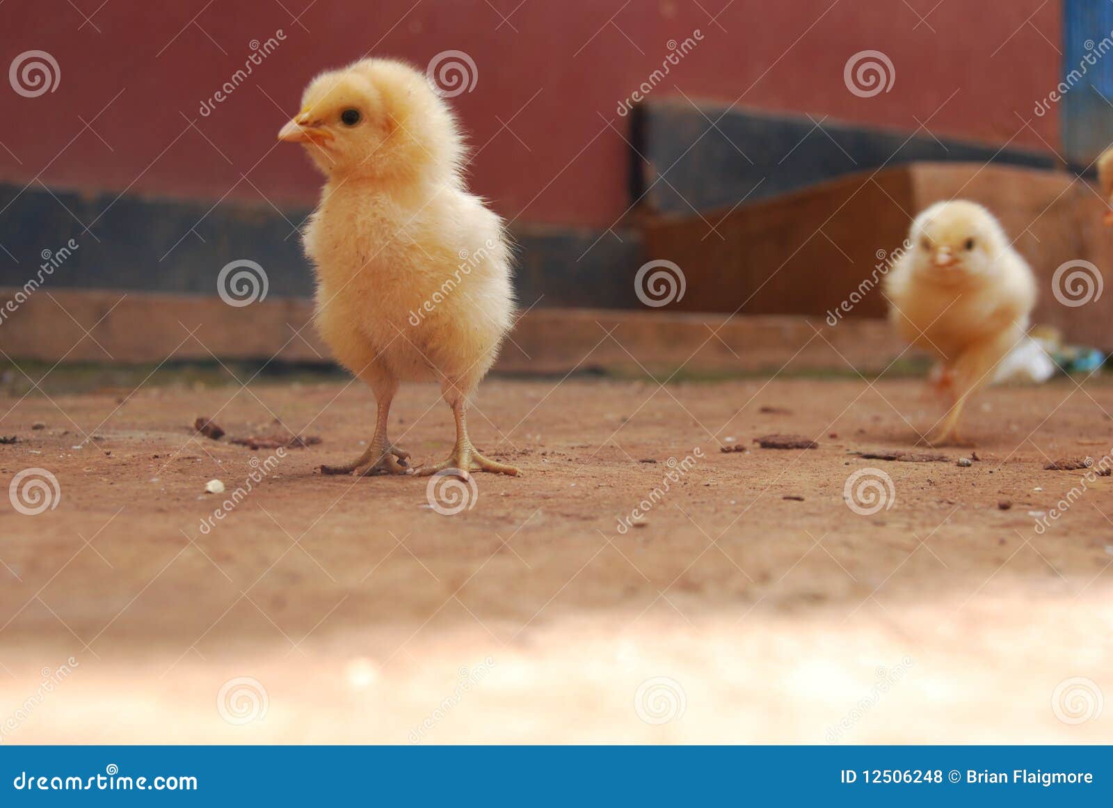 Cute Chickens Royalty Free Stock Photos - Image: 12506248