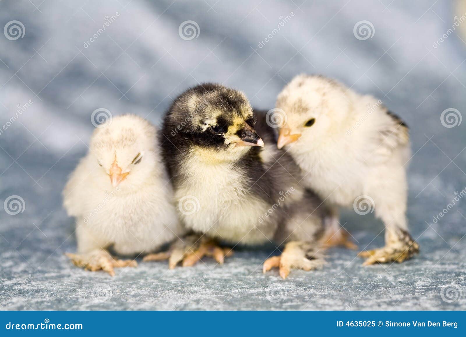Cute chickens stock image. Image of three, chickens, small - 4635025