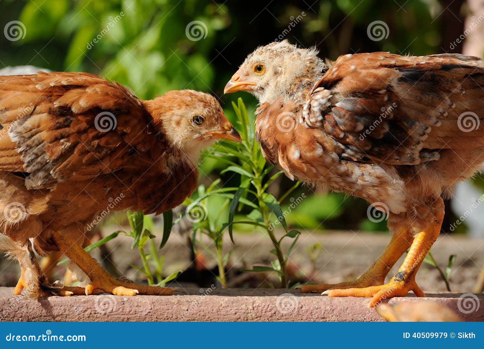 Cute Chickens Facing Each Other Stock Image - Image of outdoors ...