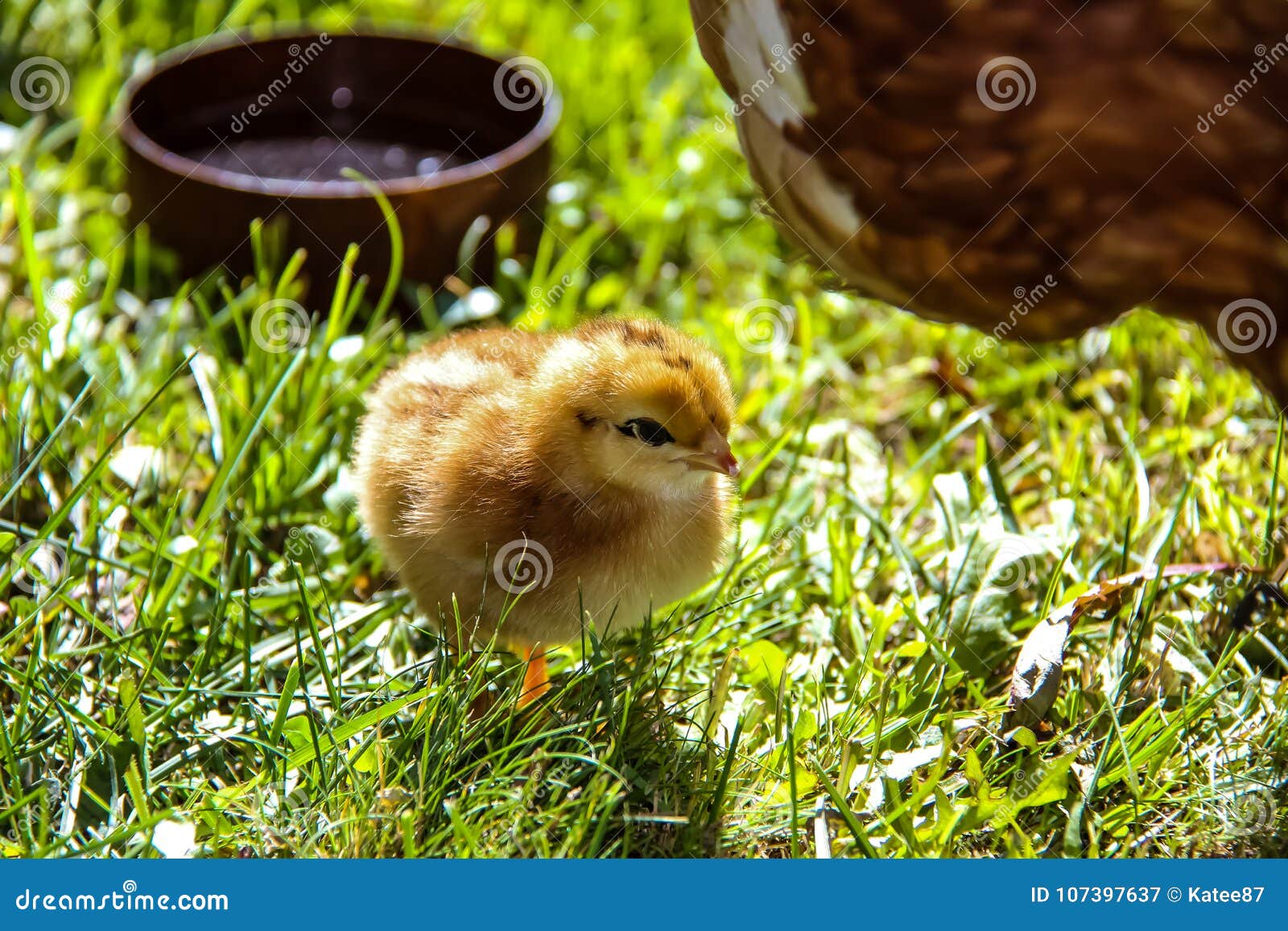 Cute Chickens Freshly Hatched. Spring Chicks Stock Image - Image of ...