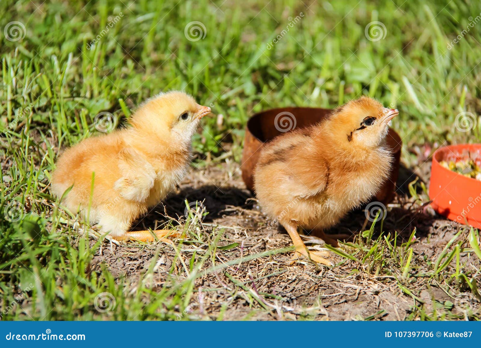 Cute Chickens Freshly Hatched. Spring Chicks Stock Photo - Image of ...