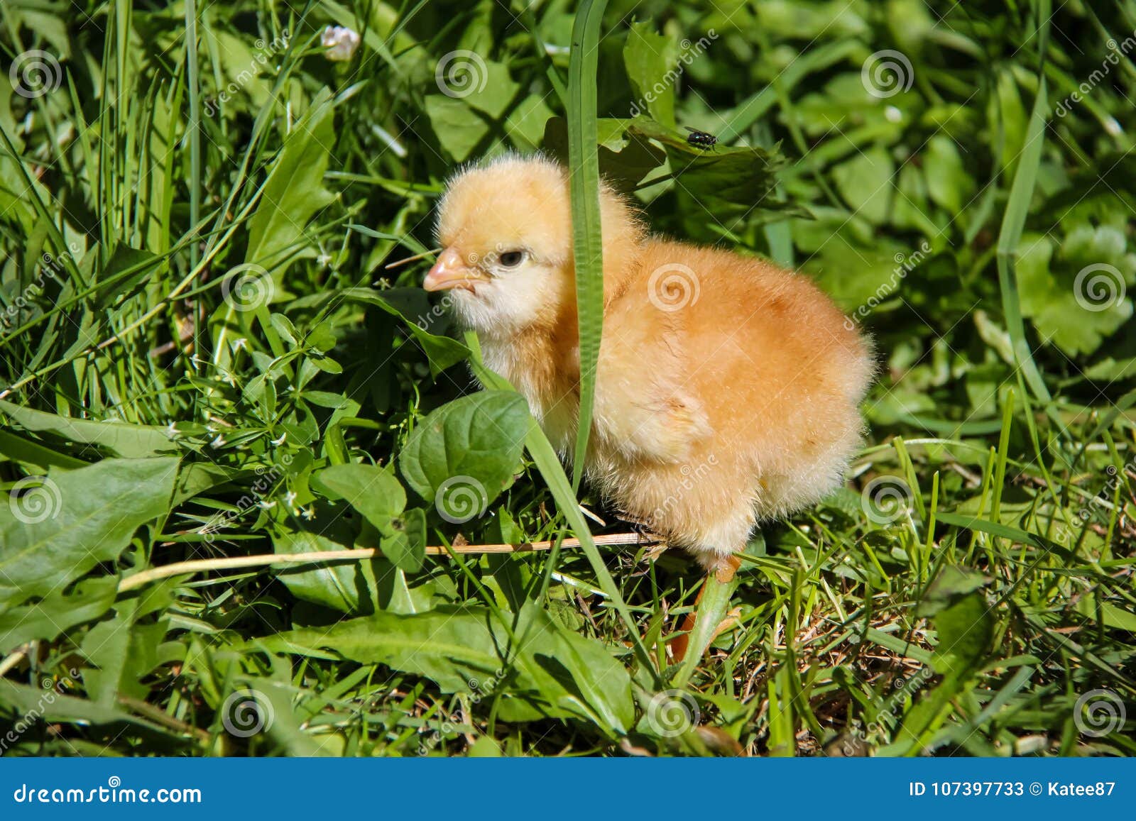 Cute Chickens Freshly Hatched. Spring Chicks Stock Image - Image of ...