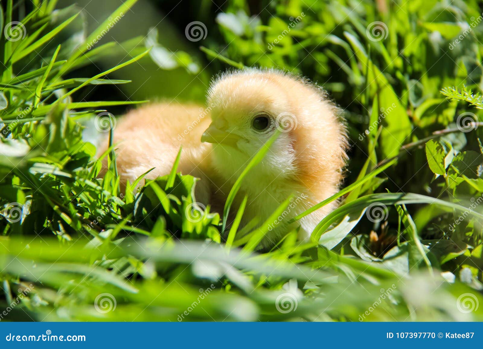 Cute Chickens Freshly Hatched. Spring Chicks Stock Photo - Image of ...
