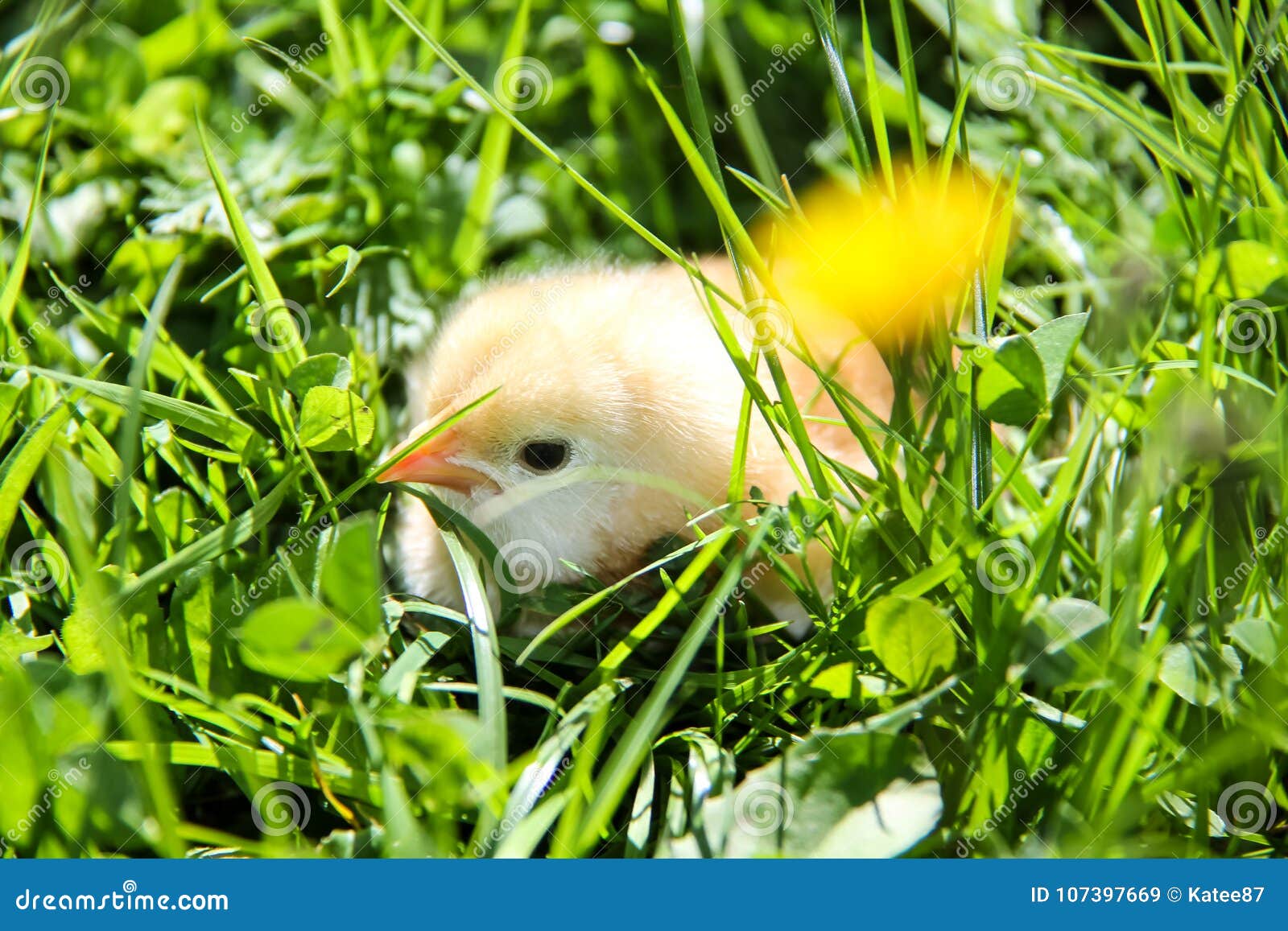 Cute Chickens Freshly Hatched. Spring Chicks Stock Image - Image of ...