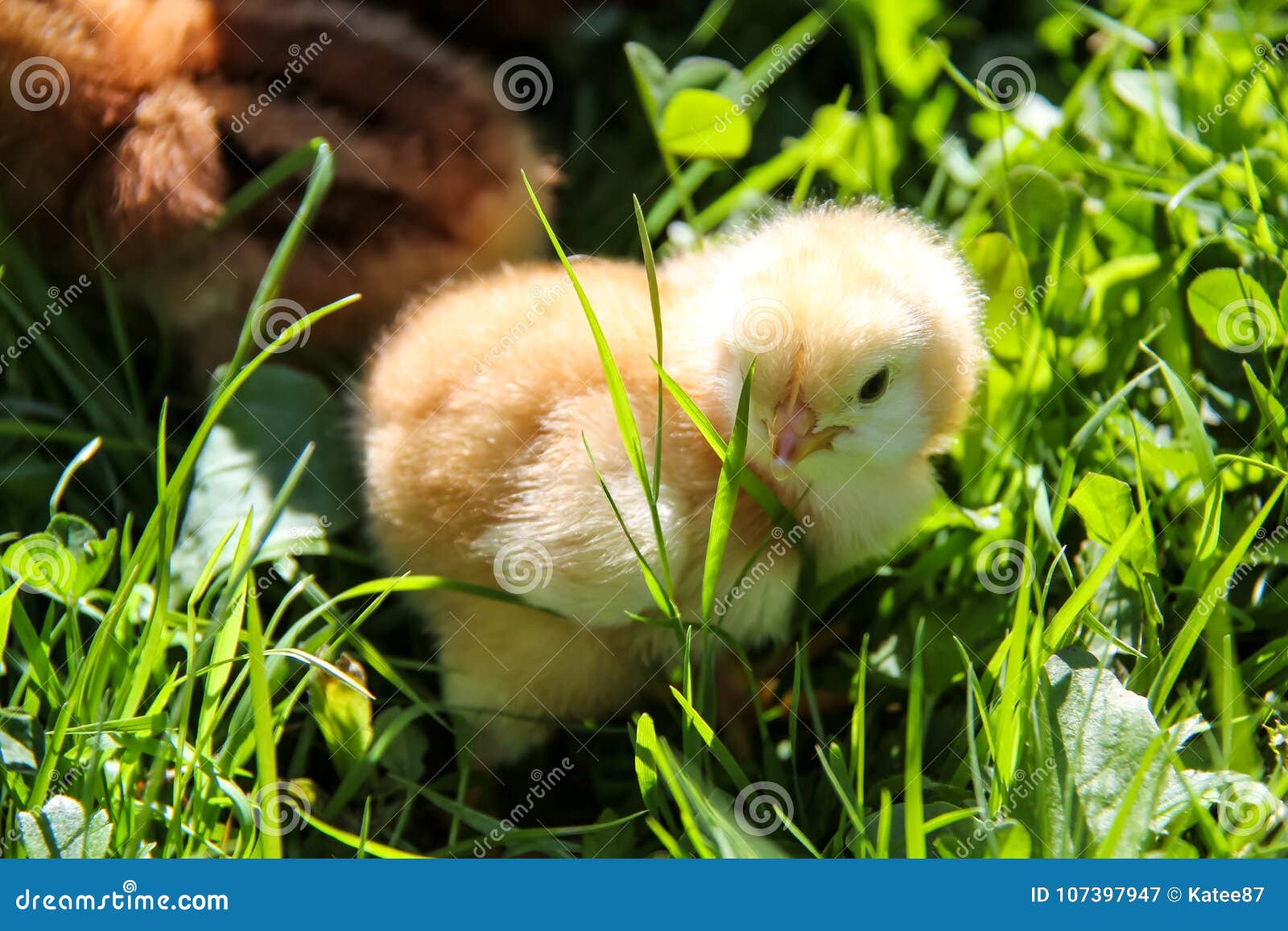 Cute Chickens Freshly Hatched. Spring Chicks Stock Image - Image of ...