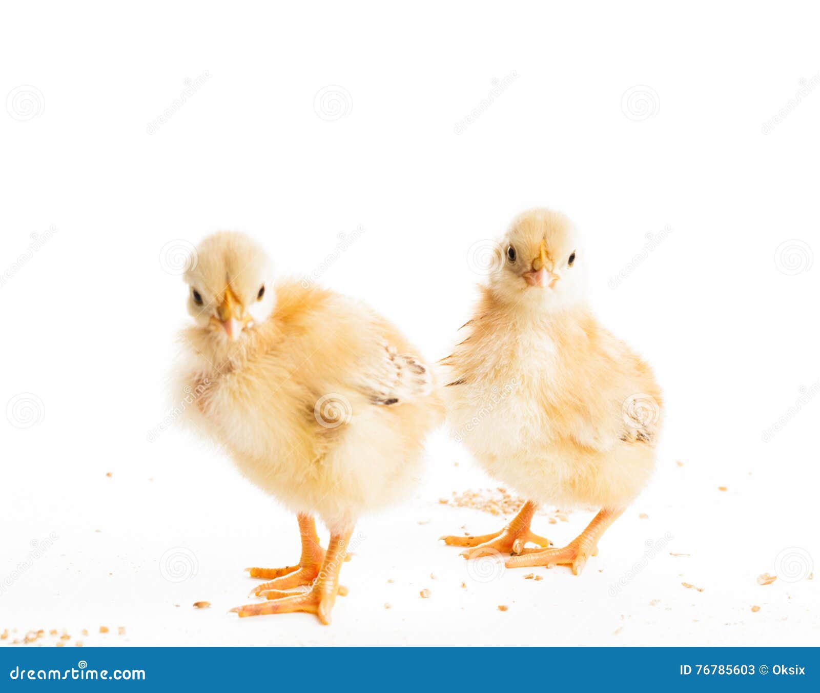 Cute chicks isolated stock image. Image of fragile, chick - 76785603