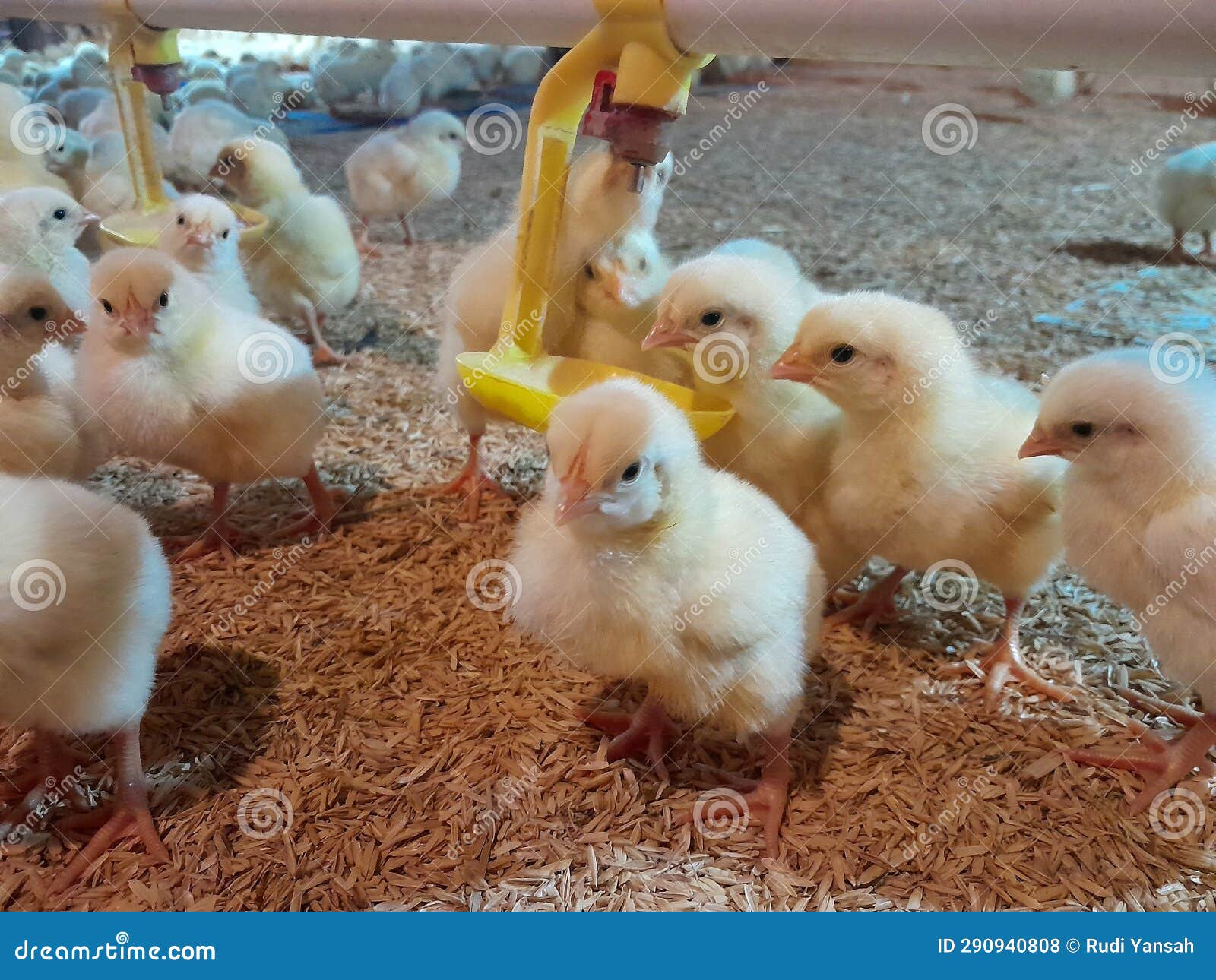 Cute chicks stock photo. Image of waterfowl, rooster - 290940808