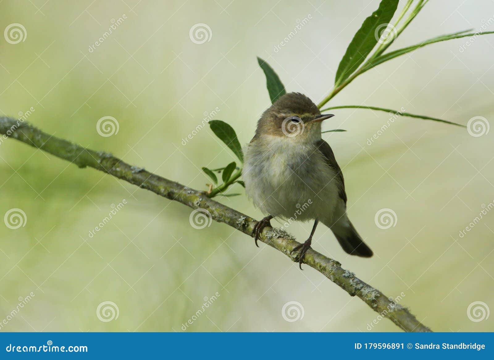 A Cute Chiffchaff, Phylloscopus Collybita, Perching on a Branch of a ...