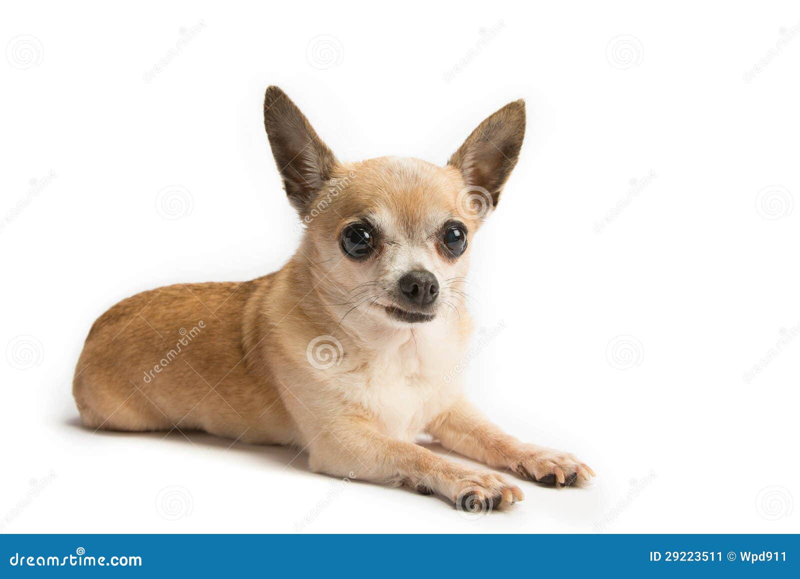 Cute Chihuahua Isolated on White Background Stock Image - Image of ...