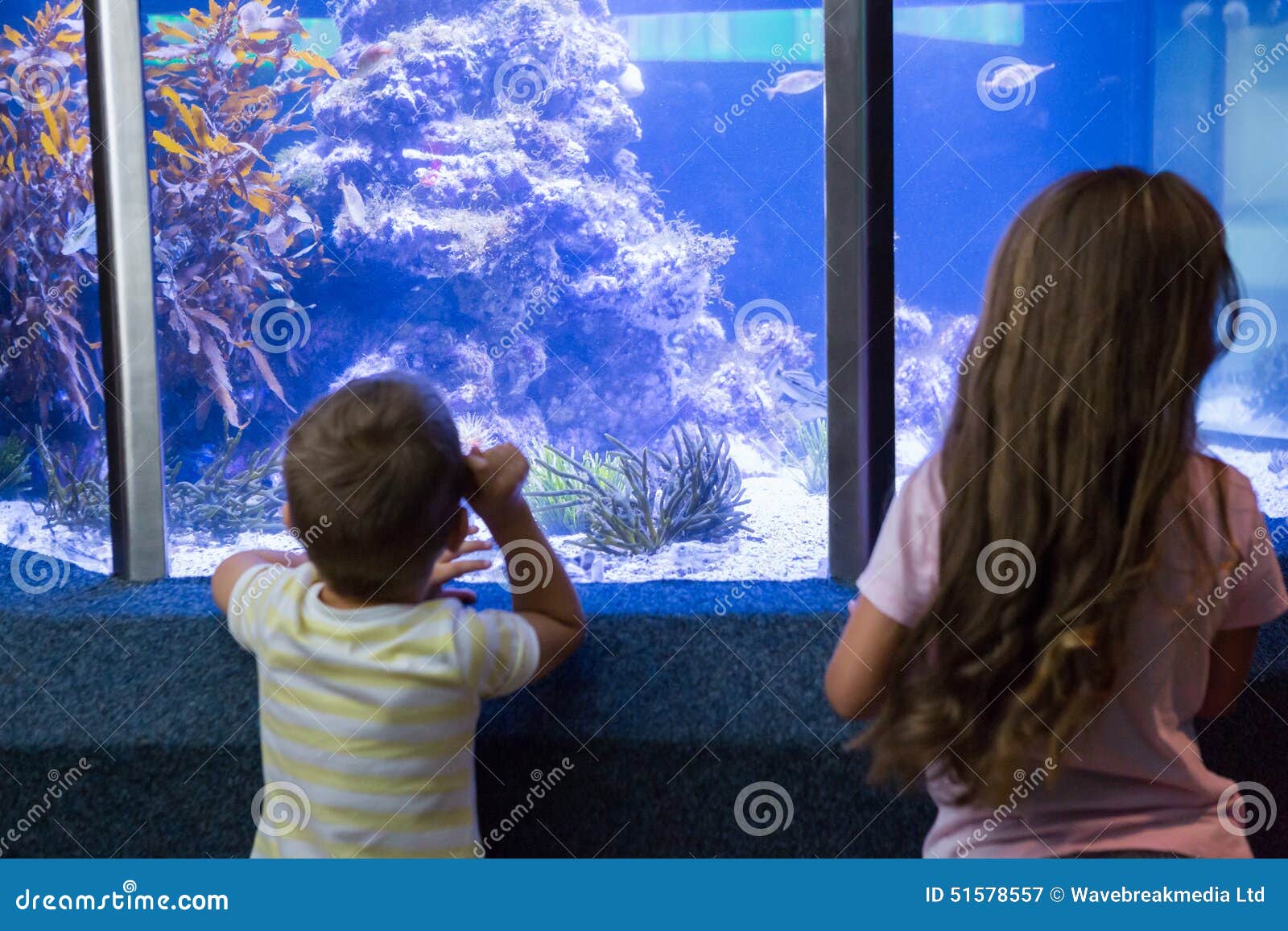 Cute Children Looking at Fish Tank Stock Image - Image of curiosity ...