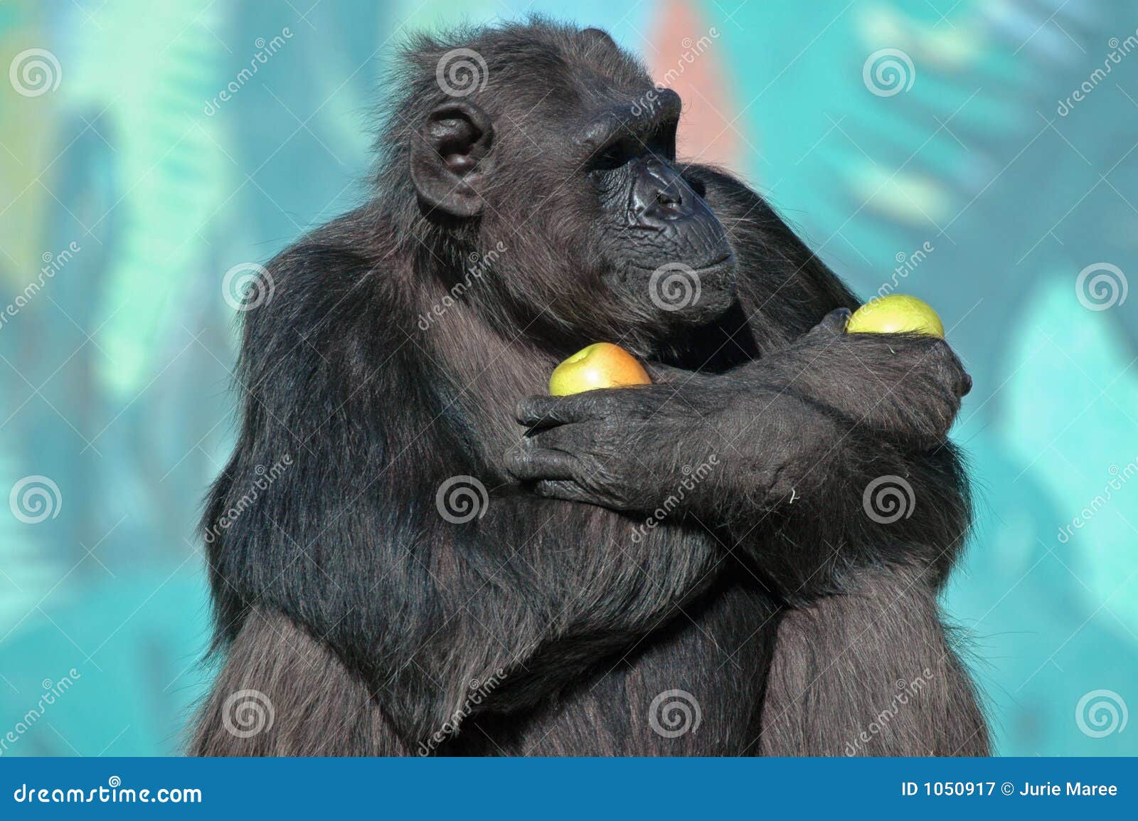 Cute Chimp stock image. Image of cute, chimpanzee, detail - 1050917