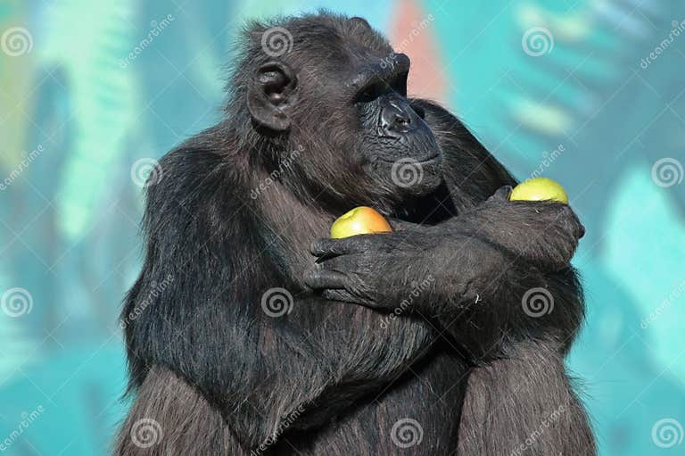 Cute Chimp stock image. Image of cute, chimpanzee, detail - 1050917
