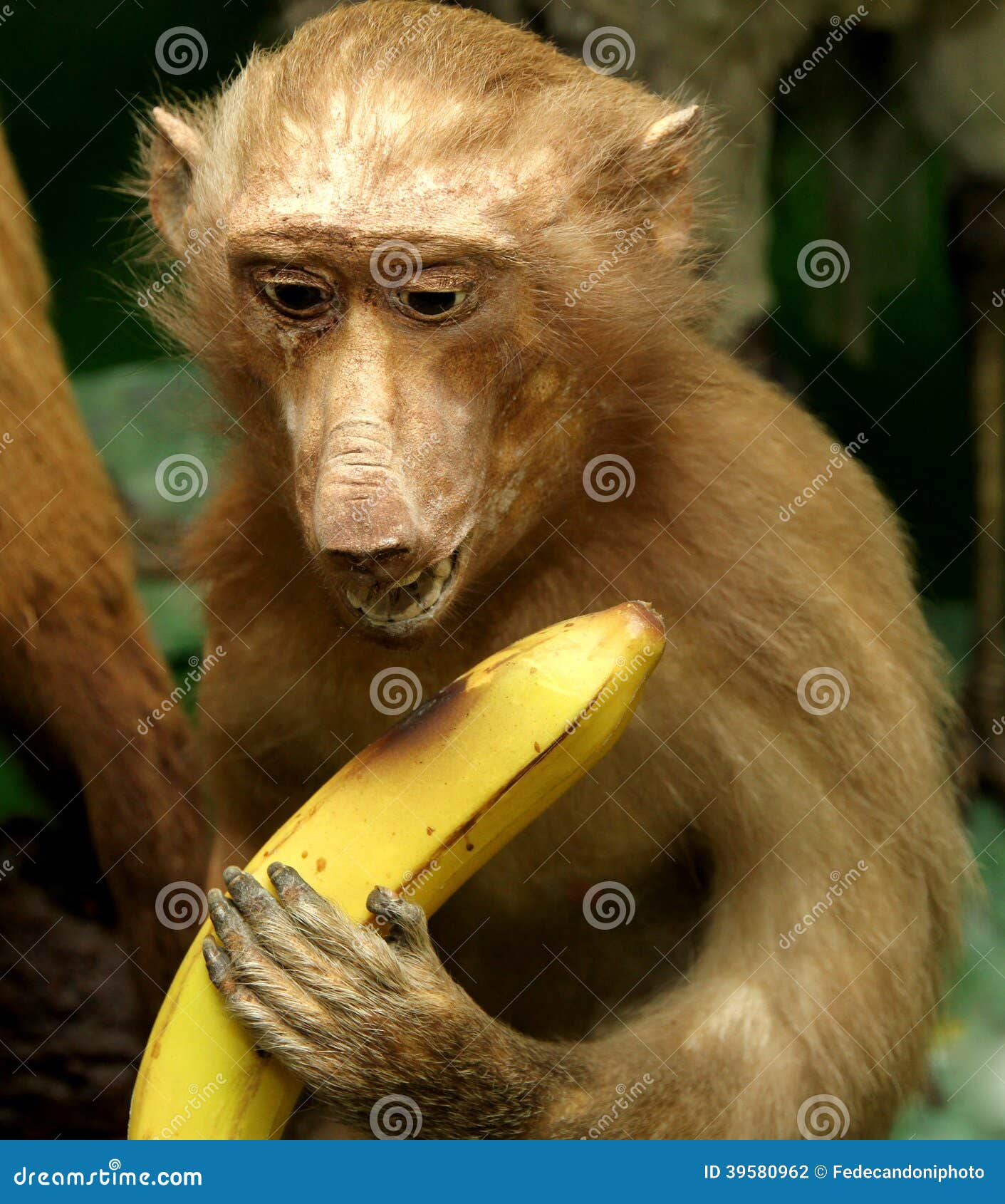 Cute Chimp with Banana in Paw Stock Photo - Image of embalmed, chimp ...